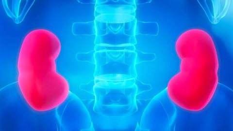 ECOGRAFIA DEL RENE: LA DIAGNOSI DEI CALCOLI RENALI - Linea Medica San ...